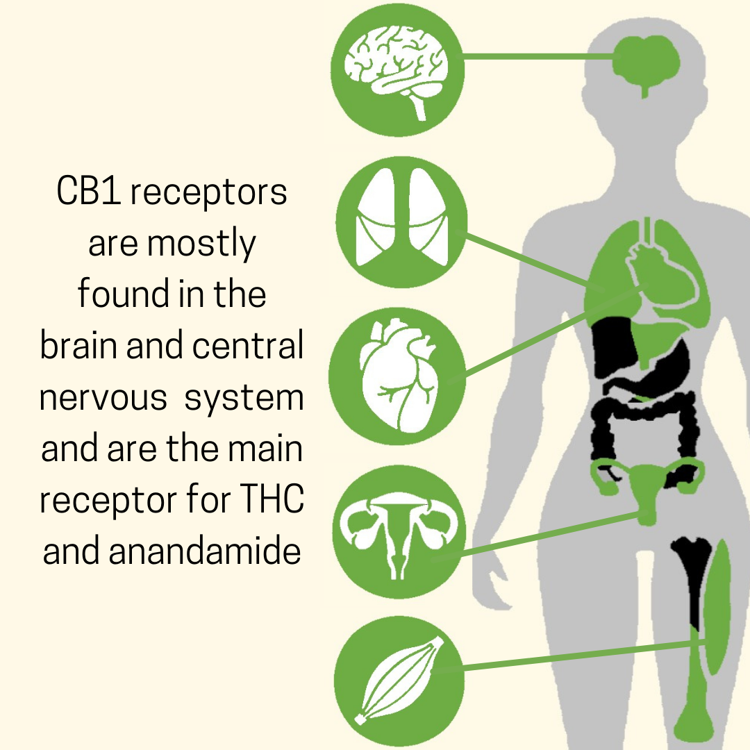 What is the endocannabinoid system and how does it work?
